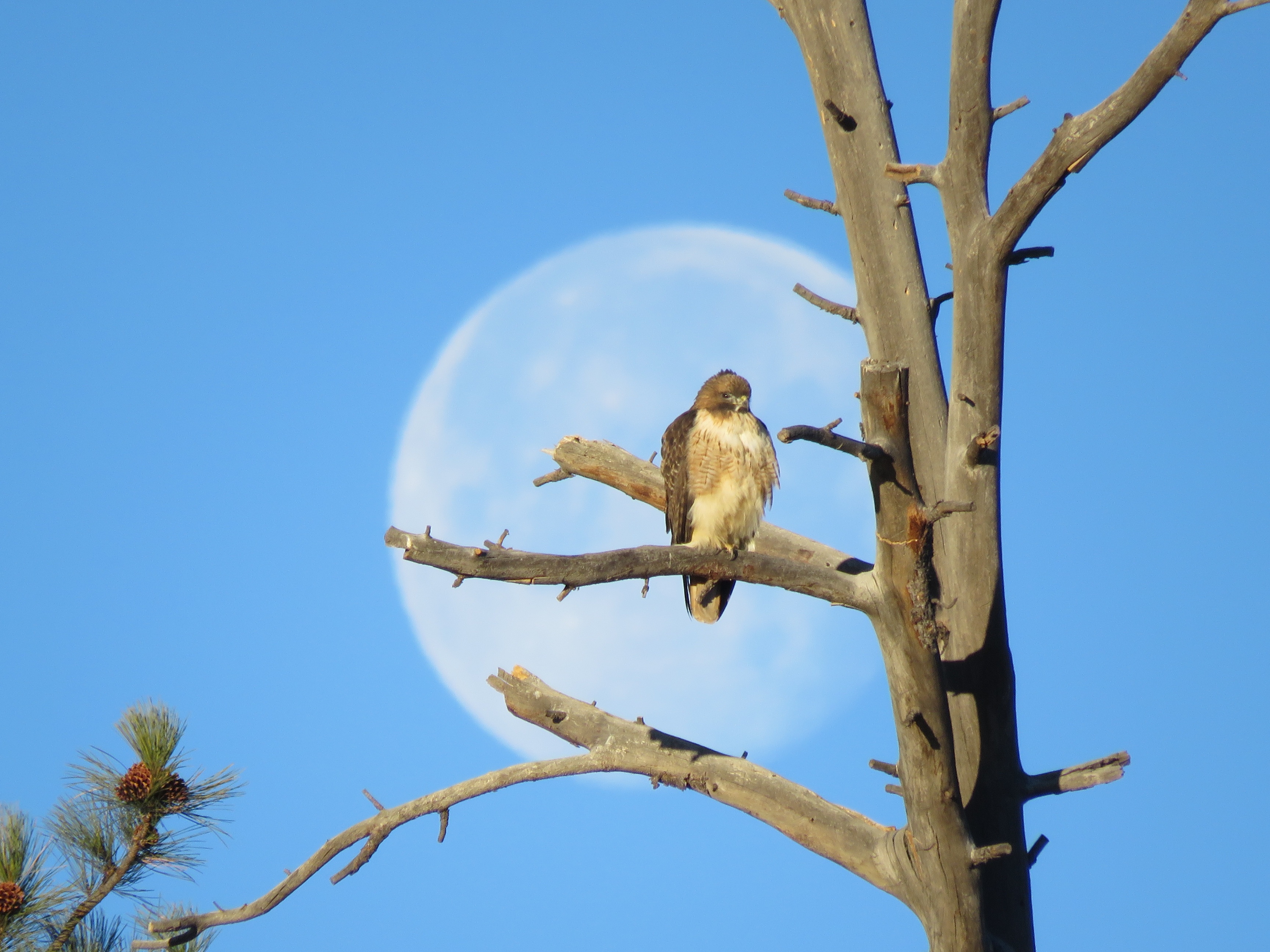 Hopi Moon Calendar | Paaqavi Incorporated